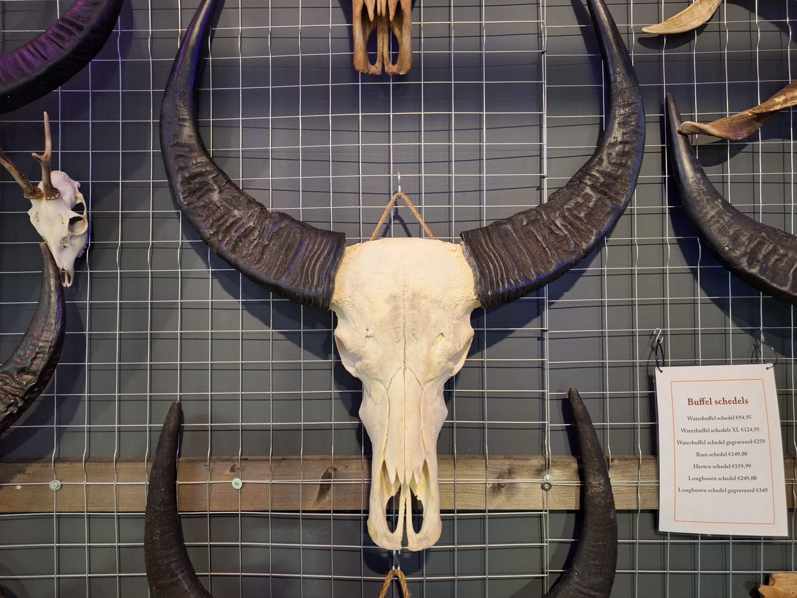 Waterbuffel Schedel XL 6 | Buffel | Decoratie | Cave & Garden